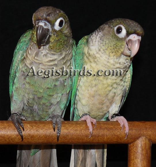 Mutation Greencheeks